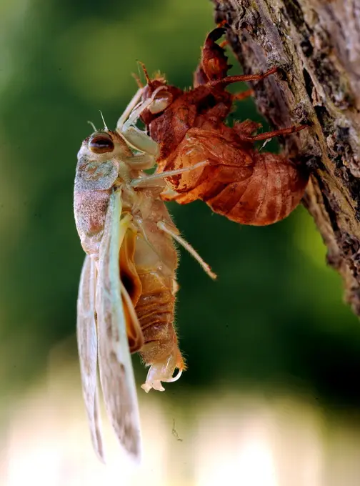 After 17 years of sleep, 30 billion cicadas will gush from the ground ...