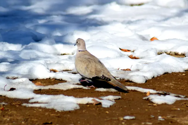 Turtle Dove Gossip - housepet| DayDayNews