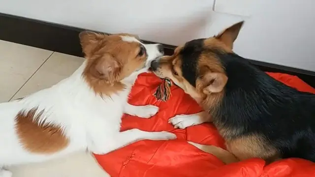 Do you know several common ways of dog mating? - housepet| DayDayNews