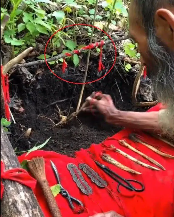 Old people often say that the Millennium Ginseng "runs", does ginseng ...