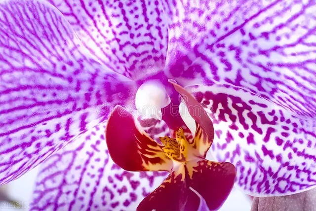 Causes of Phalaenopsis Bone Shrinkage - home| DayDayNews