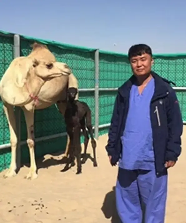 The champion camel died unexpectedly! Northeast scientists went to ...