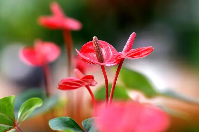 Conservation skills of anthurium hydroponics - home| DayDayNews