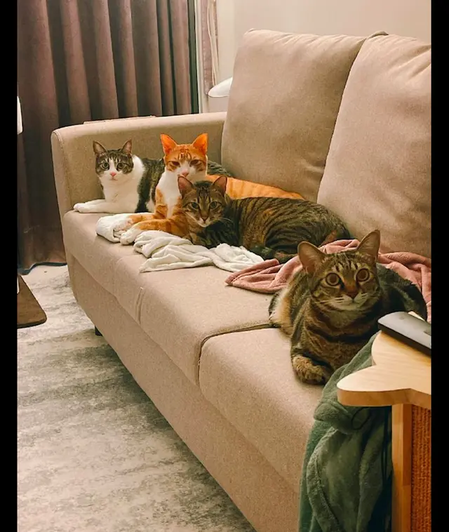 Netizens want to rest on the sofa, but they are occupied by four cats ...