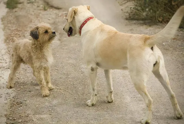 You may not know all the "secrets" about dog mating - housepet| DayDayNews