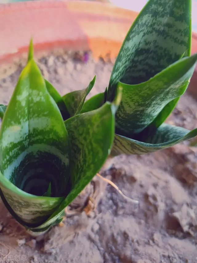 The rotten core of tiger Pilan is probably caused by too much watering ...