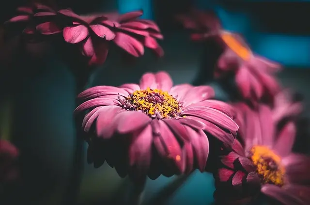 Text/Flying Fish Lead: Six sentences with profound comprehension ...