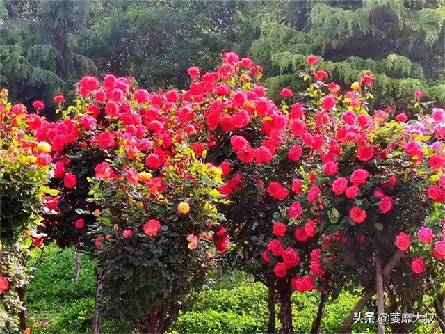 Whether you have a yard or not, try this "flowering machine", it's very ...