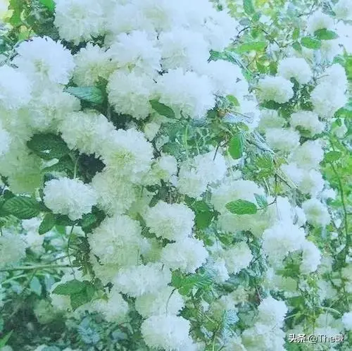 #金粉社区# Tumi flowers bloom, the latest flowers in late spring, like a ...