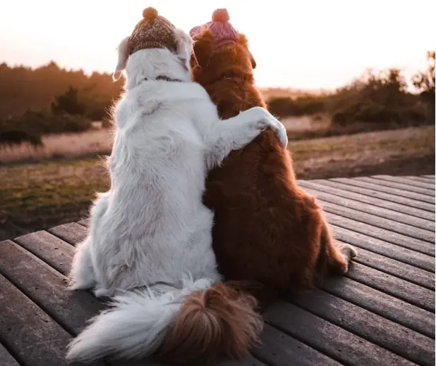 4 ways that dogs mate commonly, you may not know - housepet| DayDayNews