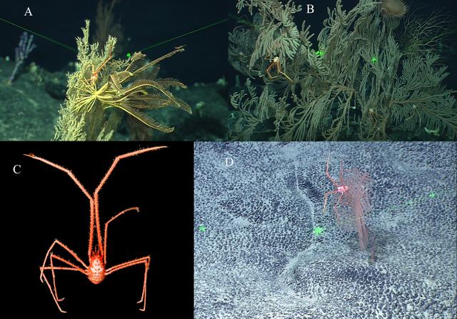 11 new species of deep-sea armour shrimp discovered by the Institute of ...