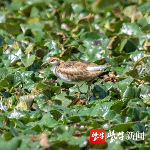 The female bird only lays eggs, the male bird is responsible for ...