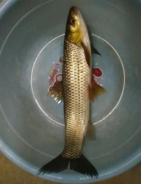 红眼睛鱼是什么鱼,红眼睛鱼_大山谷图库