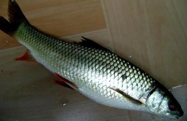 红眼睛的"草鱼"---赤眼鳟_淡水鱼类_西南渔业网 水花鱼 水产养殖专业网 渔业行业门户网 西南水产网 第一线养鱼网 丰祥渔业网 永川水花网为您服务！